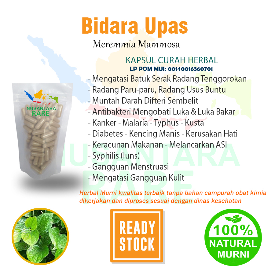 Jual BIDARA UPAS 100 Kapsul Herbal Mengatasi Syphilis Kusta Malaria ...
