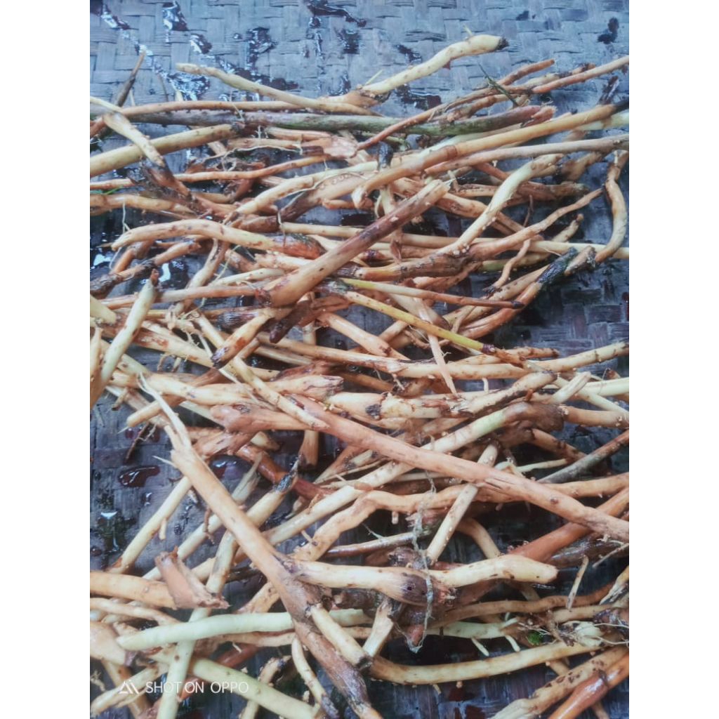 Jual Akar pohon Pinang Segar 1kg | Shopee Indonesia