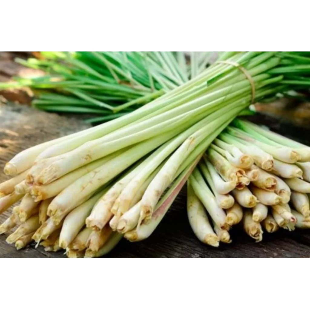 Jual Sereh serai segar 1kg langsung dari petani | Shopee Indonesia