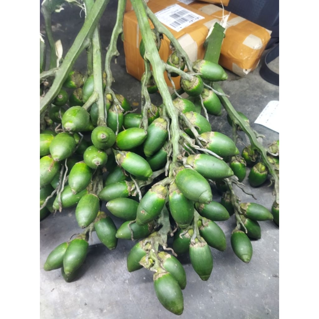 Jual PINANG MUDA FRESH 1 KG | Shopee Indonesia