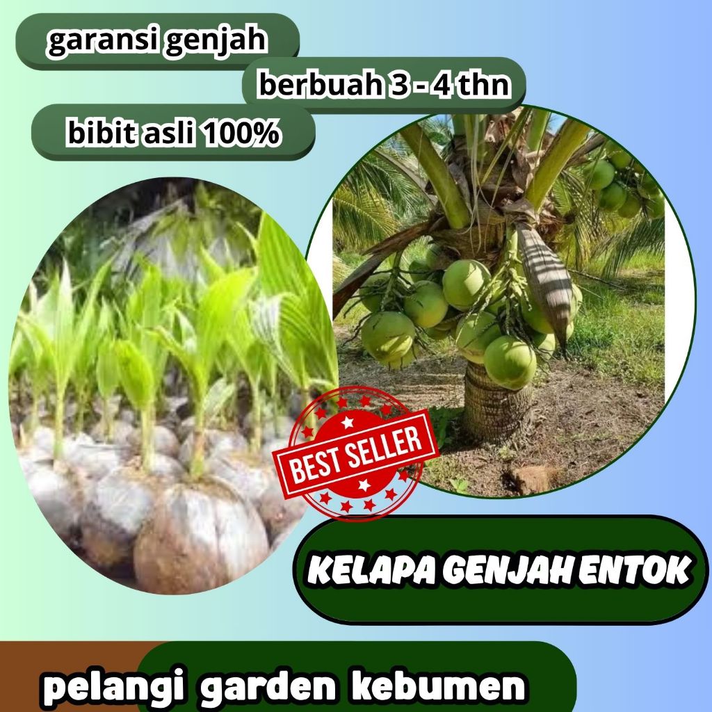 Jual DICARI-CARI !! Tanaman Kelapa Genjah Entok Unggul F1, Tanaman ...