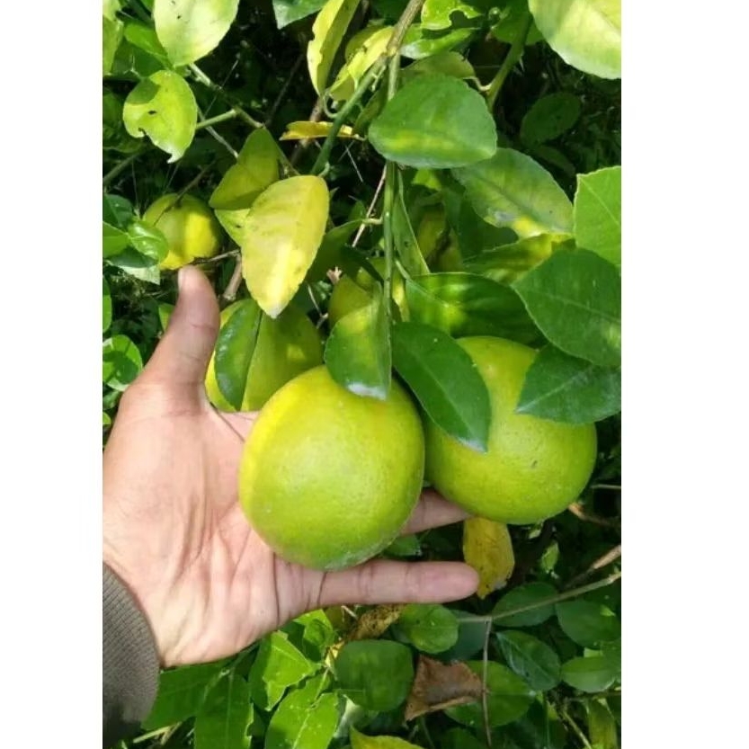 Jual Lemon California, Buah Jeruk Lemon Segar , Fresh Baru Petik Dari ...