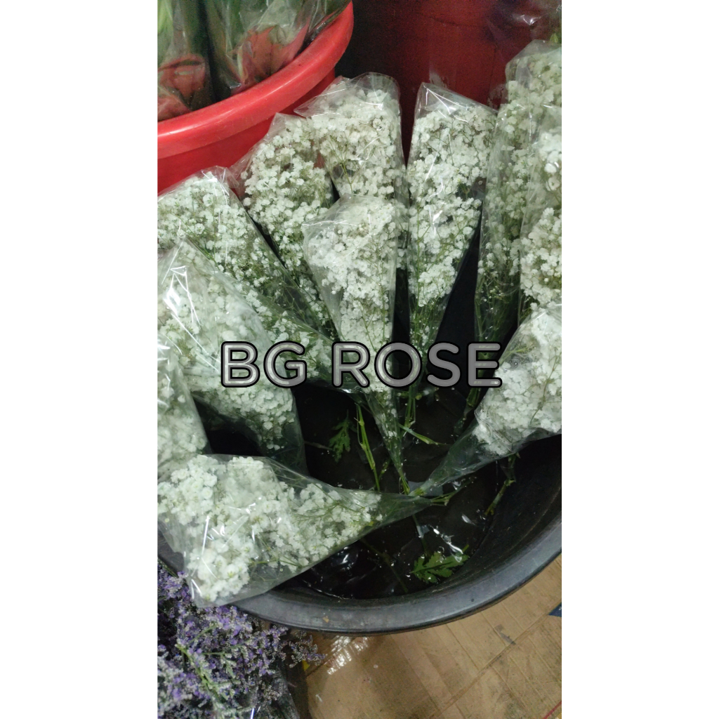 Jual Bunga Baby Breath Fresh Asli Import - By BGrose | Shopee Indonesia