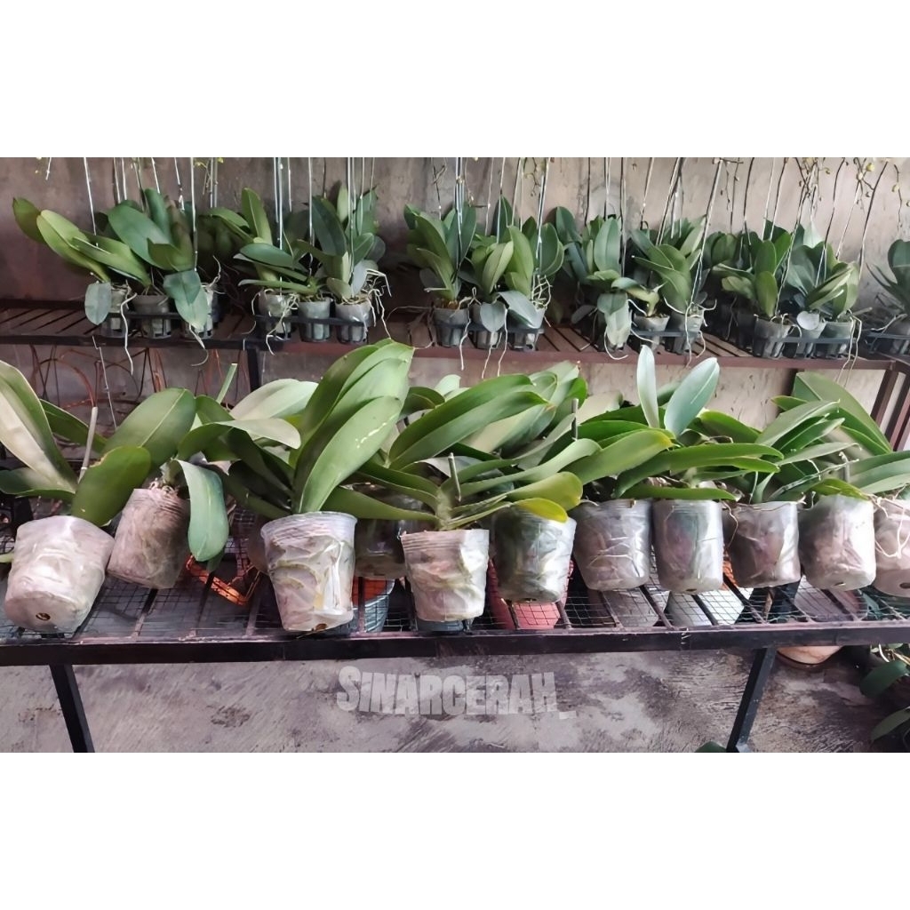 Jual Anggrek Bulan pasca remaja /anggrek hutan asli | Shopee Indonesia