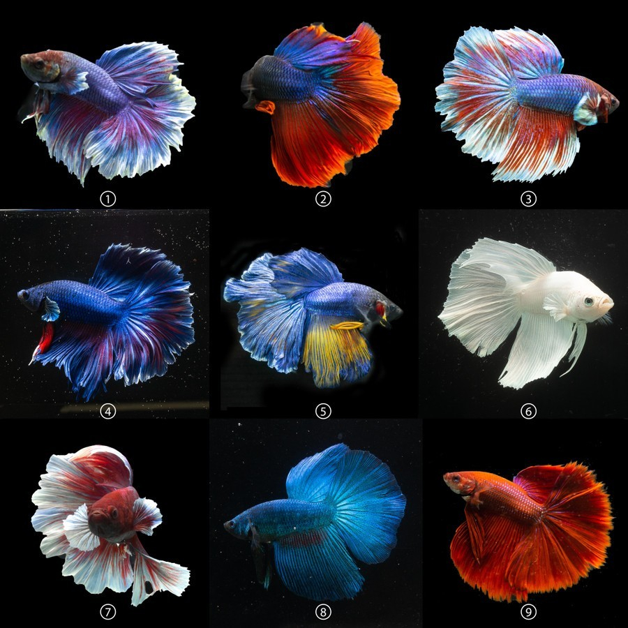 Jual BELI 3 BONUS 1 - Ikan Cupang Hias Halfmoon Male / CROWNTAIL CT ...