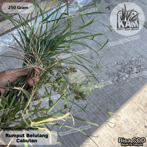Jual Belulang Rumput Jampang 250 Gram Paragis Daun Akar | Shopee Indonesia