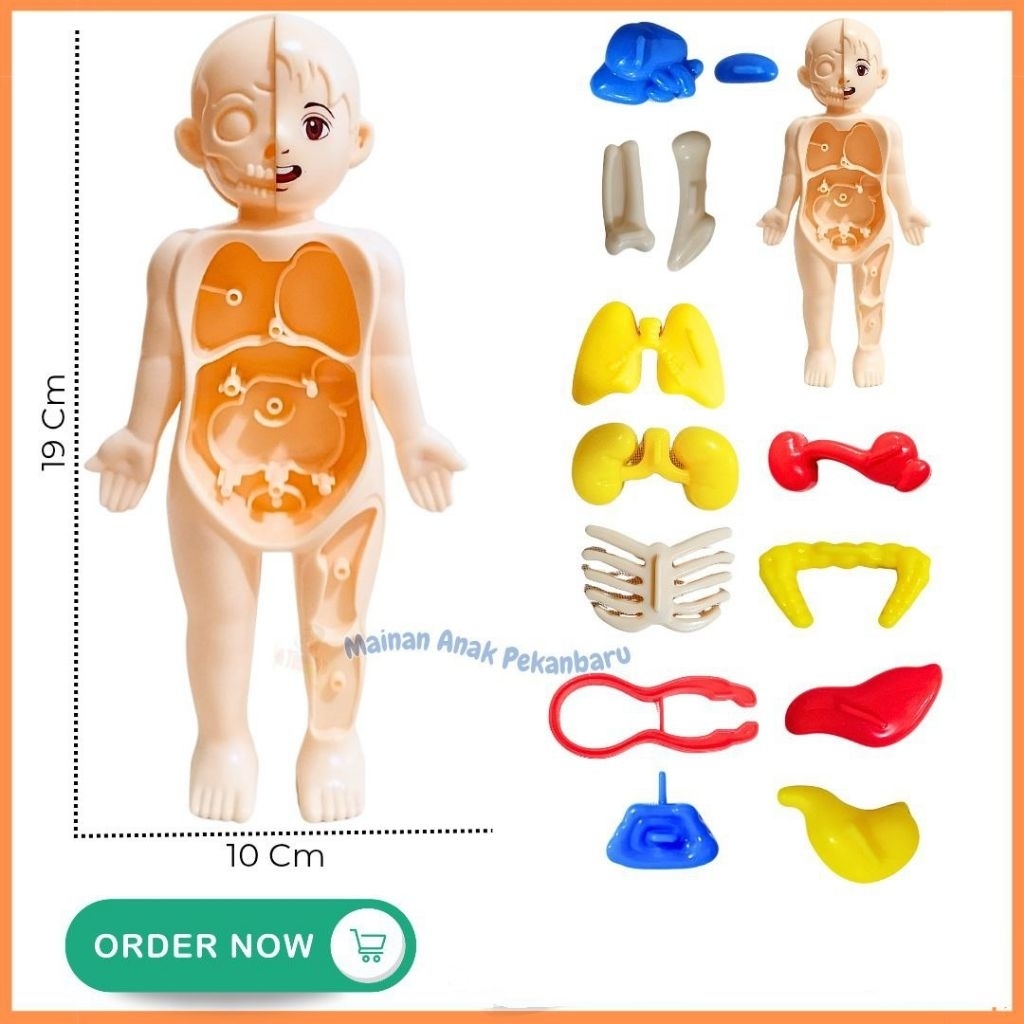 Jual Mainan Edukasi Organ Tubuh Manusia Human Body STEM IPA SCIENCE ...