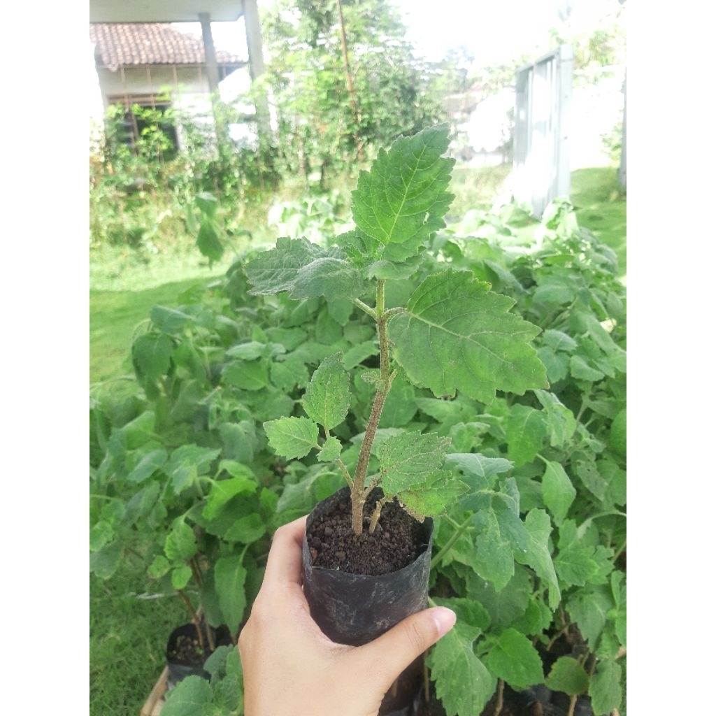 Jual BIBIT NILAM Aceh Sidikalang Super Siap Tanam Kualitas Unggul ...