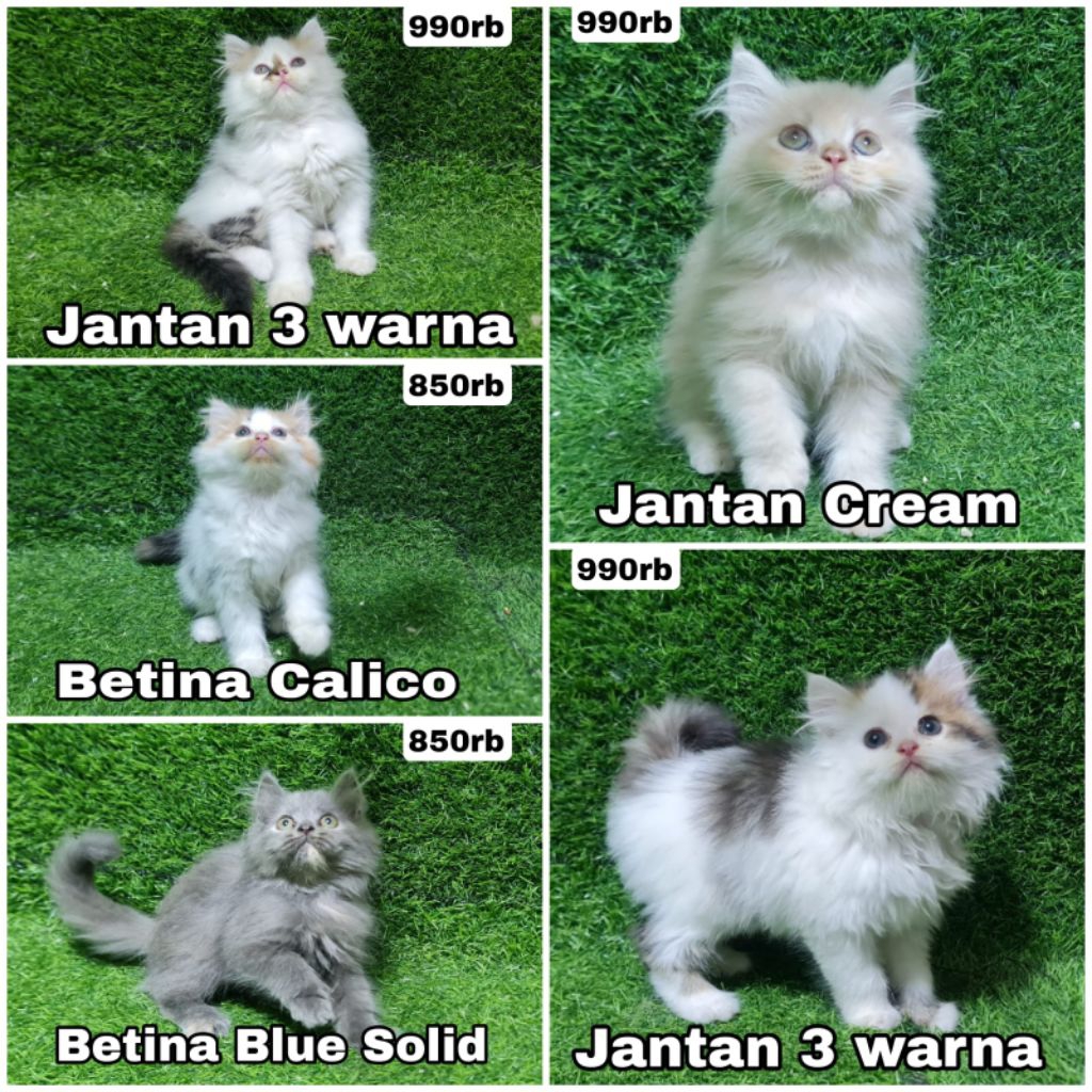 Jual kucing Persia longhair bulu kapas gemoy cantik imut gembull ...