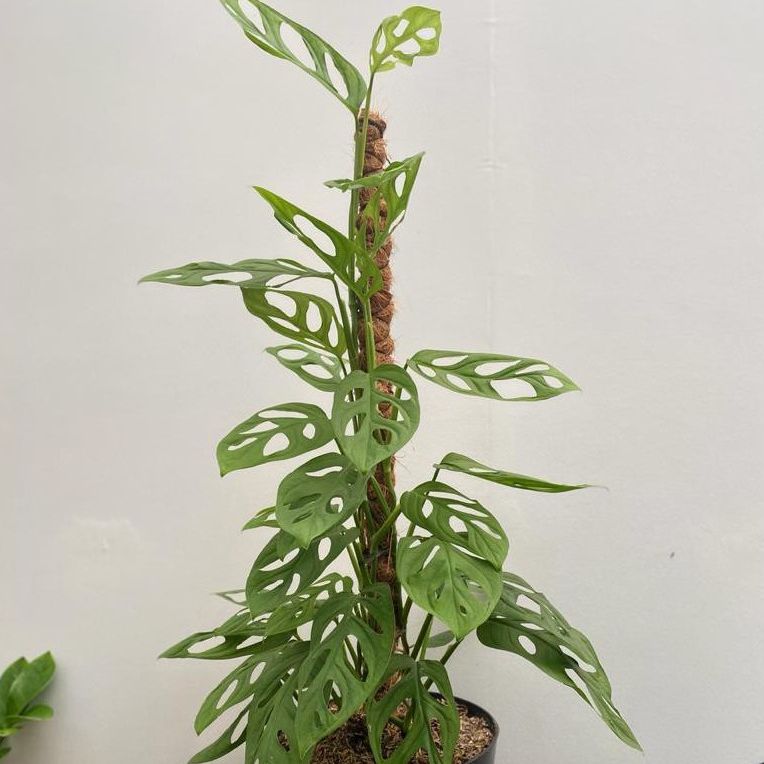 Jual Nanem Taneman - Monstera Andansonii / Janda Bolong Include Turus ...