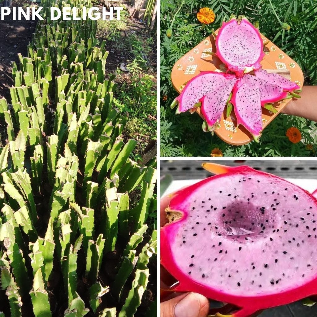 Jual bibit naga delight pink( sambungan) | Shopee Indonesia