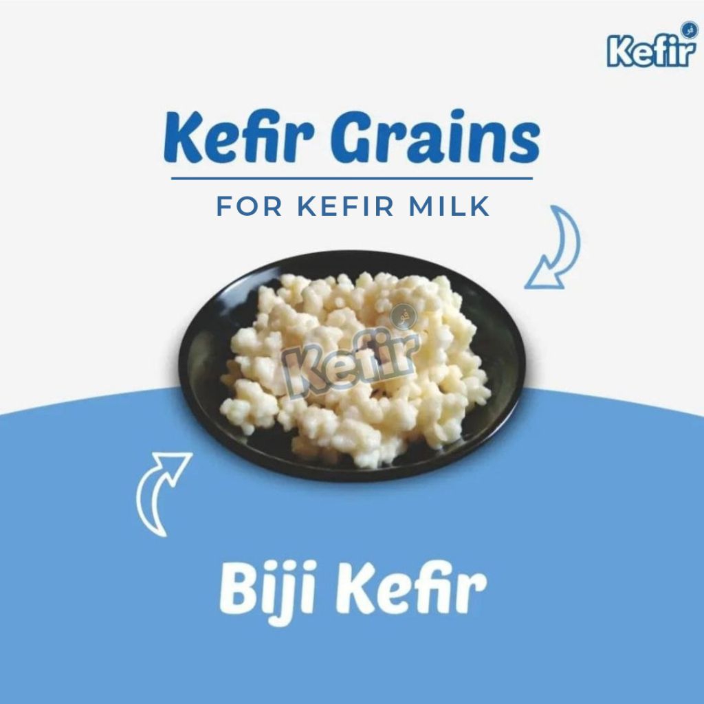 Jual Kefir Grains / Bibit Kefir Asli Original Grade A, Kefir Grains ...
