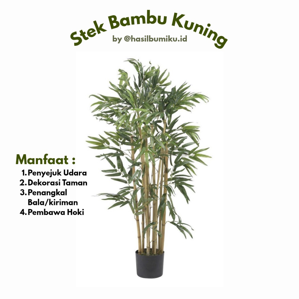 Jual Bibit Stek Bambu/Haur Kuning Hias Asli Batang Besar Tanaman Hias ...