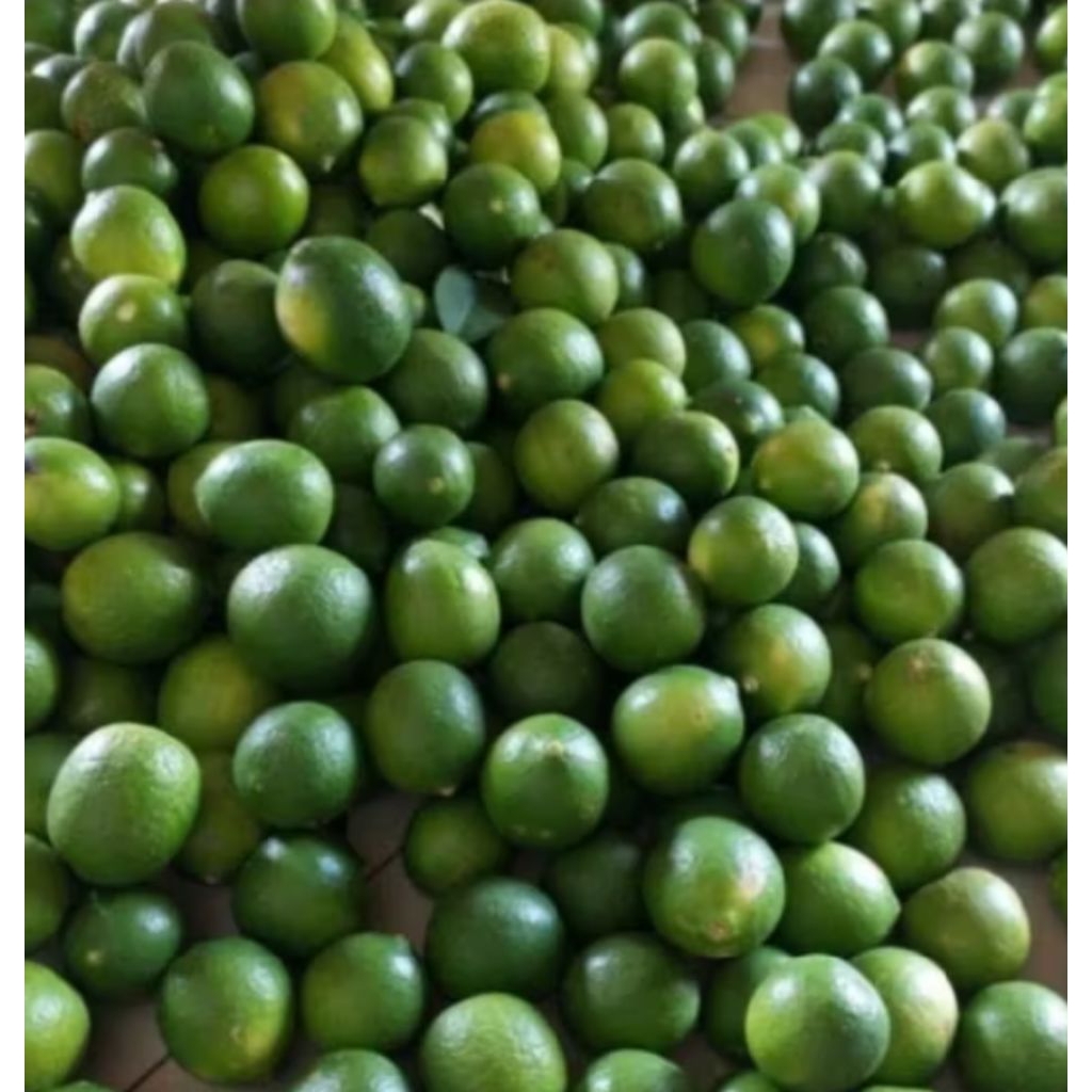 Jual JERUK NIPIS SEGAR 1KG / JERUK NIPIS MURAH 1 KG / JERUK NIPIS SEGAR ...