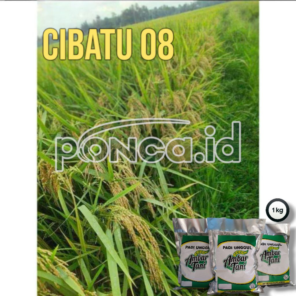 Jual benih padi cibatu 08 1kg | Shopee Indonesia