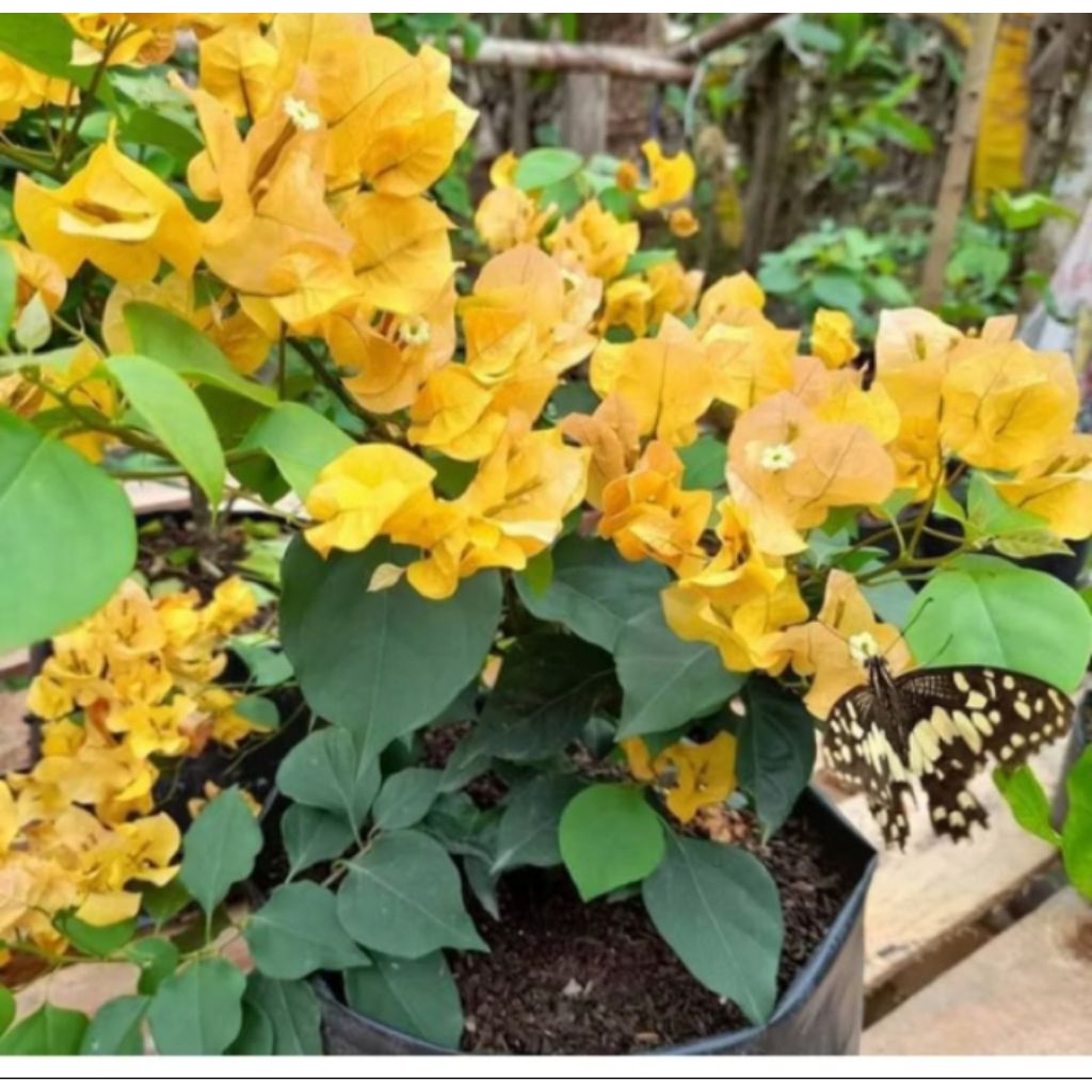 Jual BIBIT!!TANAMAN HIAS BOUGENVIL BUNGA BOUGENVIL TANAMAN HIAS HIDUP ...