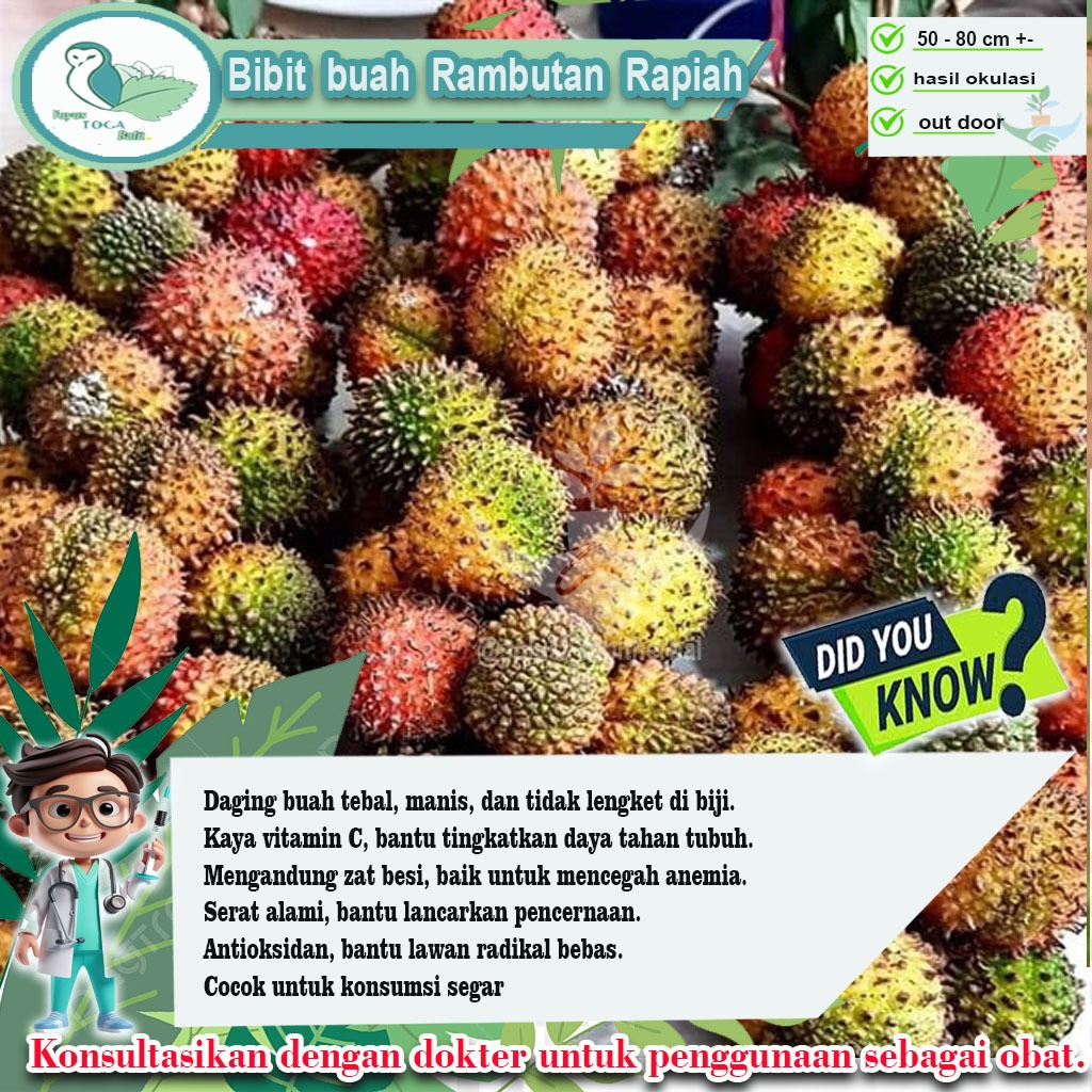 Jual Bibit Rambutan Rapiah - jenis rambutan lokal yang banyak tumbuh di ...