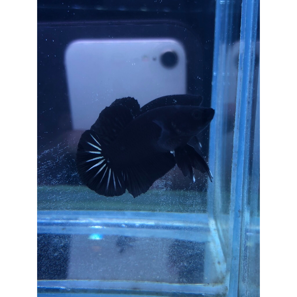 Jual Sticker ikan Cupang Black Solid | Shopee Indonesia