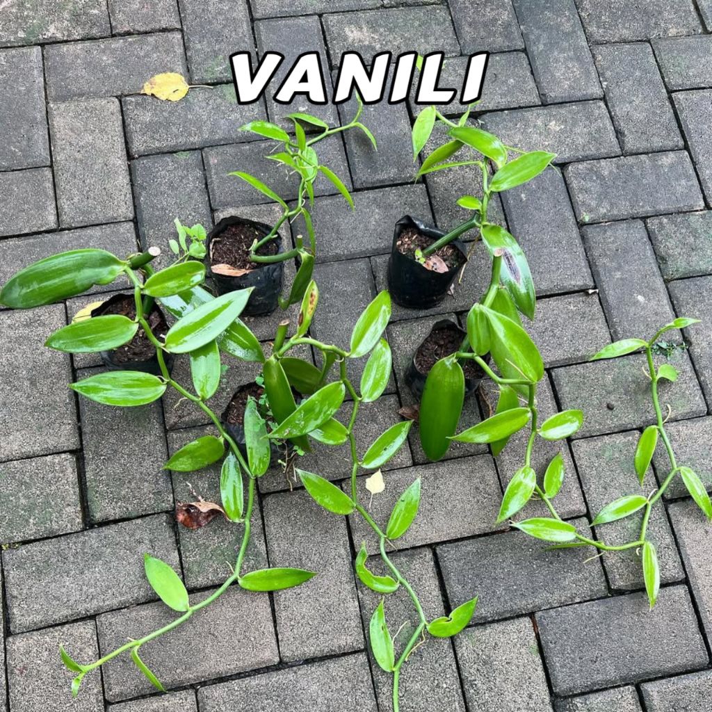 Jual Bibit Vanili Unggul Siap Tanam | Shopee Indonesia