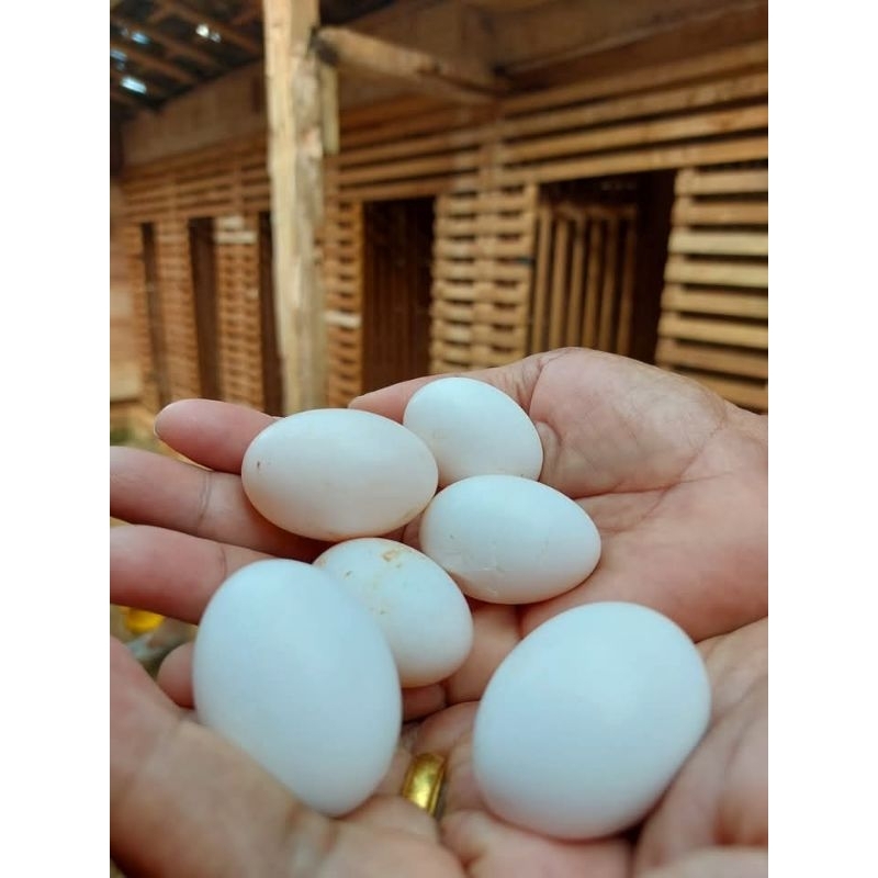 Jual TELUR BURUNG DARA MERPATI ASLI UNTUK OBAT ANAK DEMAM PANAS TINGGI ...