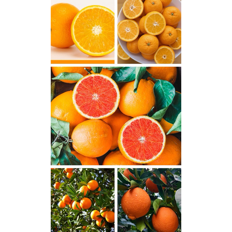 Jual Jeruk Navel | Jeruk valencia | Jeruk Cara-Cara Orange 1 kg ...