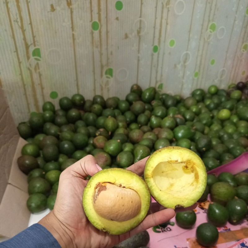 Jual REAL PICT ALPUKAT MIKI BULAT,BIJI STANDART DAGING KUNING KUALITAS ...