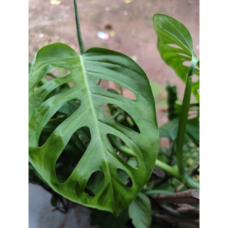 Jual bibit stek batang janda bolong | Shopee Indonesia