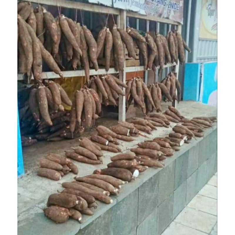 Jual UBI NUABOSI ASLI ENDE NTT | Shopee Indonesia