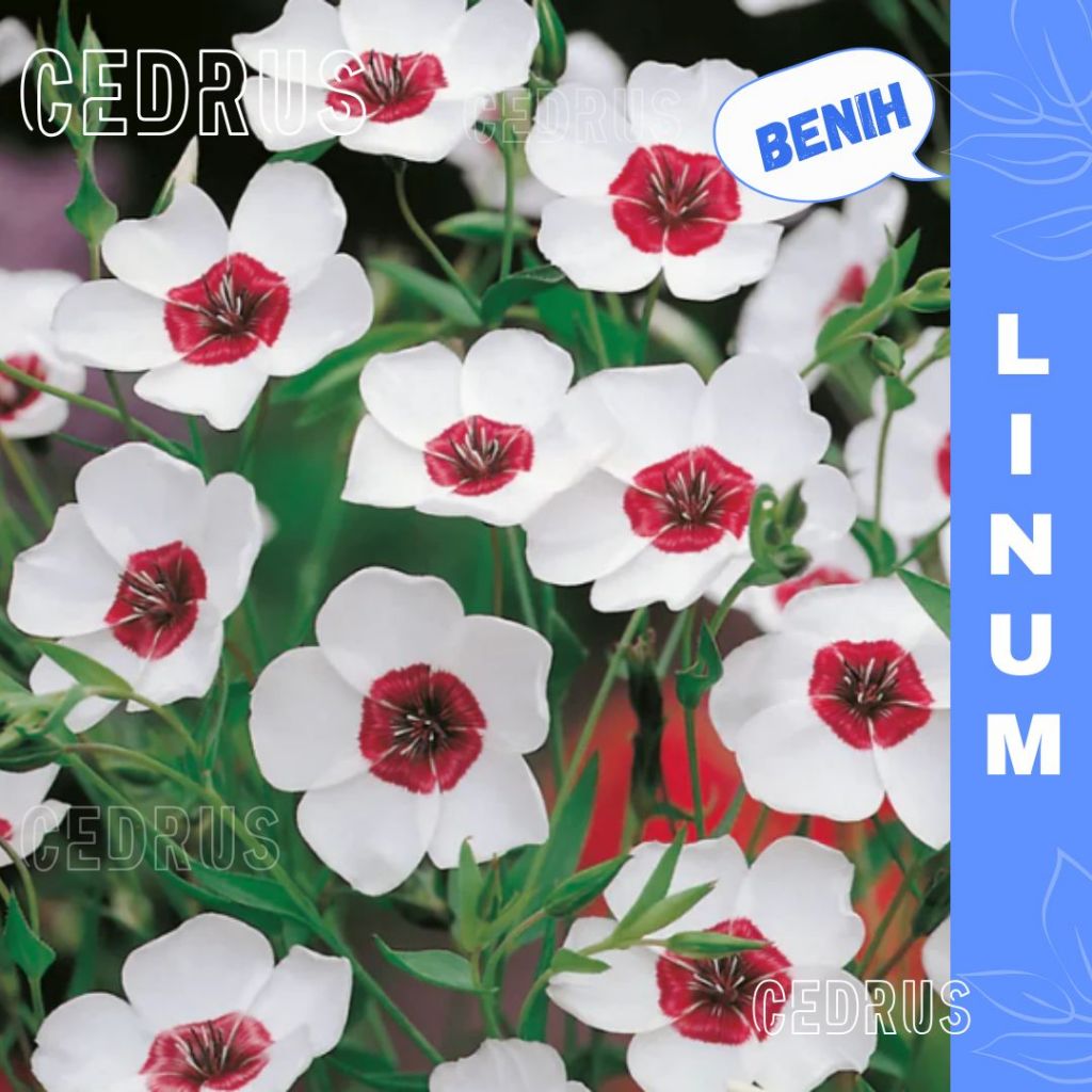 Jual Benih LINUM WHITE (isi-5) Biji Bunga Flax | Shopee Indonesia