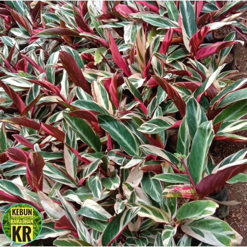 Jual Tanaman hias Meranta Bali Memiliki Warna Daun Yang Menarik Merah ...