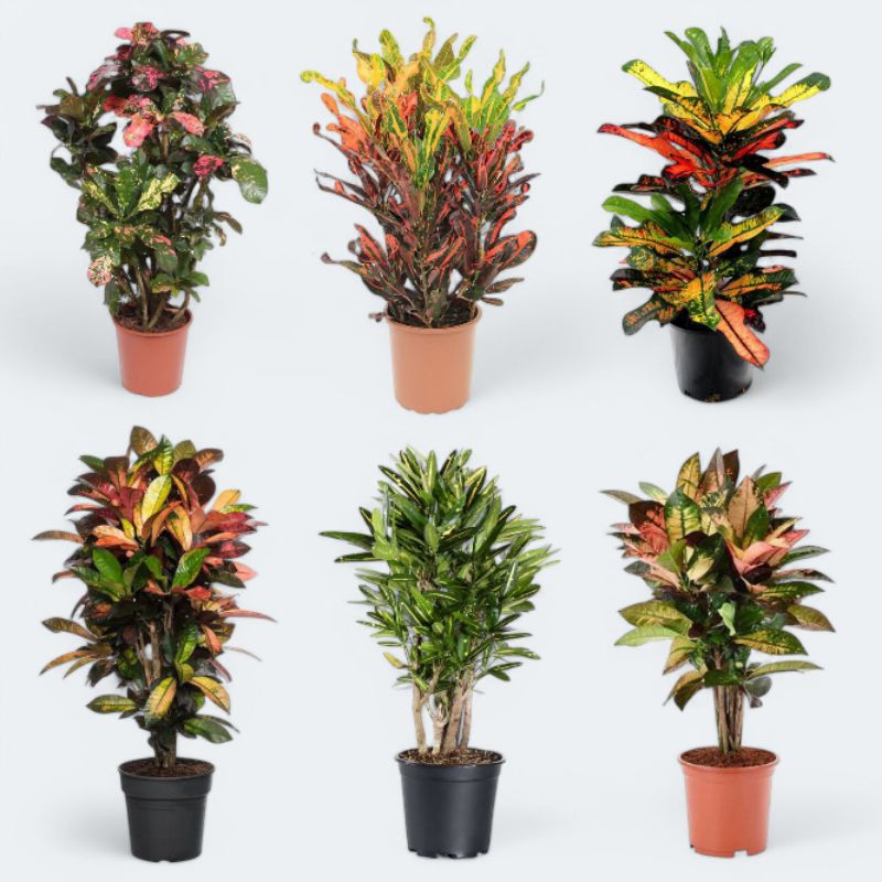 Jual (BISA COD) TANAMAN HIAS PURING KROTON/TERANG BULAN/PURING KIRANA ...