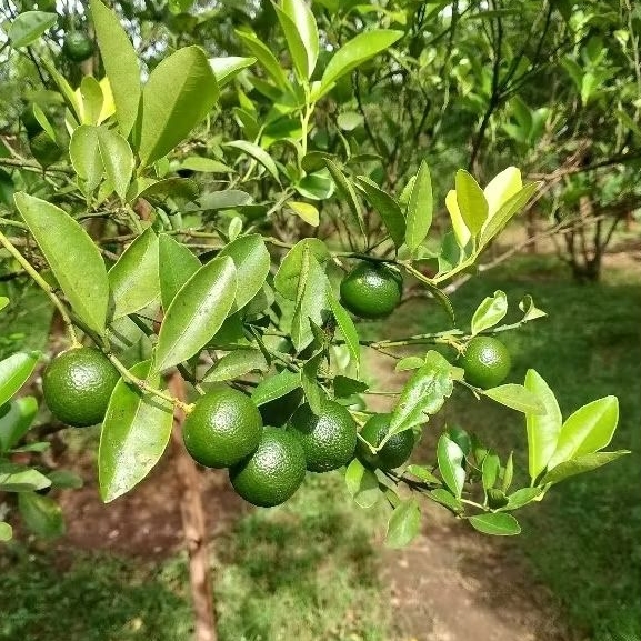 Jual jeruk songkit jeruk kasturi jeruk asem langsung dari petani ...