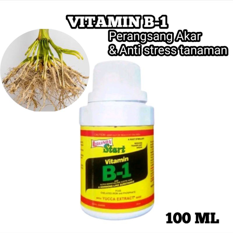 Jual Vitamin B1 100ML Liquinox Star Perangsang Akar Original - Zat ...