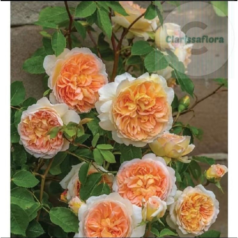 Jual pohon bunga mawar julliet orange / tanaman hias bunga mawar ...