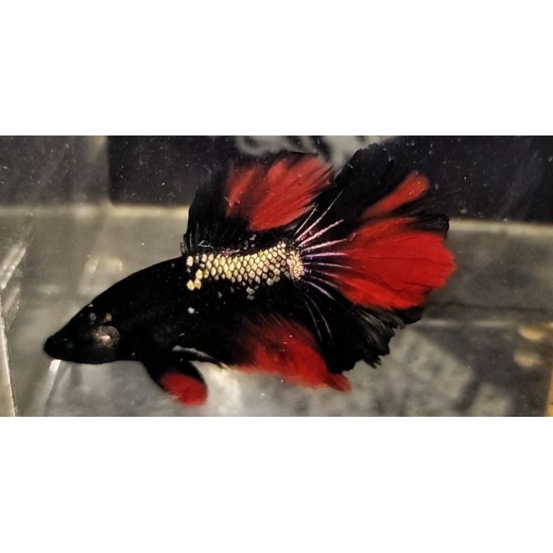 Jual CUPANG HM AVATAR MATA IJO | Shopee Indonesia