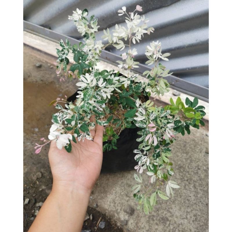 Jual Asem Londo / Asem Belanda / Asem Kranji Bahan Stek Bonsai | Shopee ...