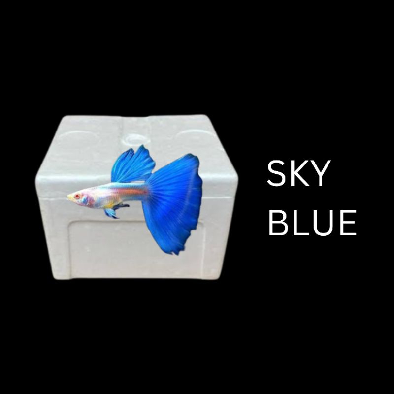 Jual Box Packing Sky Blue | Shopee Indonesia