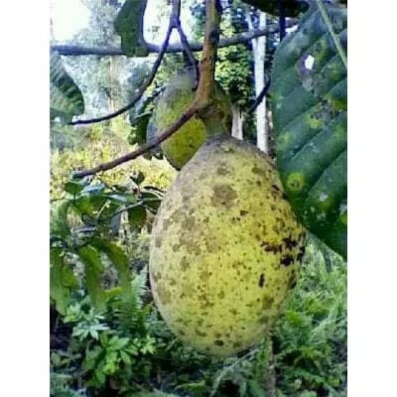 Jual buah Limus pakel segar 1kg | Shopee Indonesia