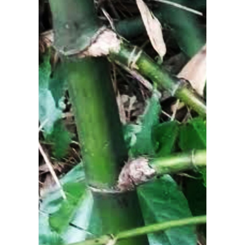Jual MUSTIKA BAMBU PETUK TEMU RUAS ASLI DARI ALAS PURWO | Shopee Indonesia