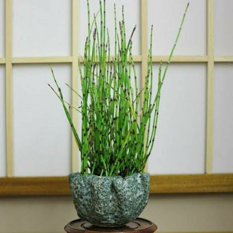 Jual Tanaman hias bambu air - pohon bambu hoki lidi air | Shopee Indonesia