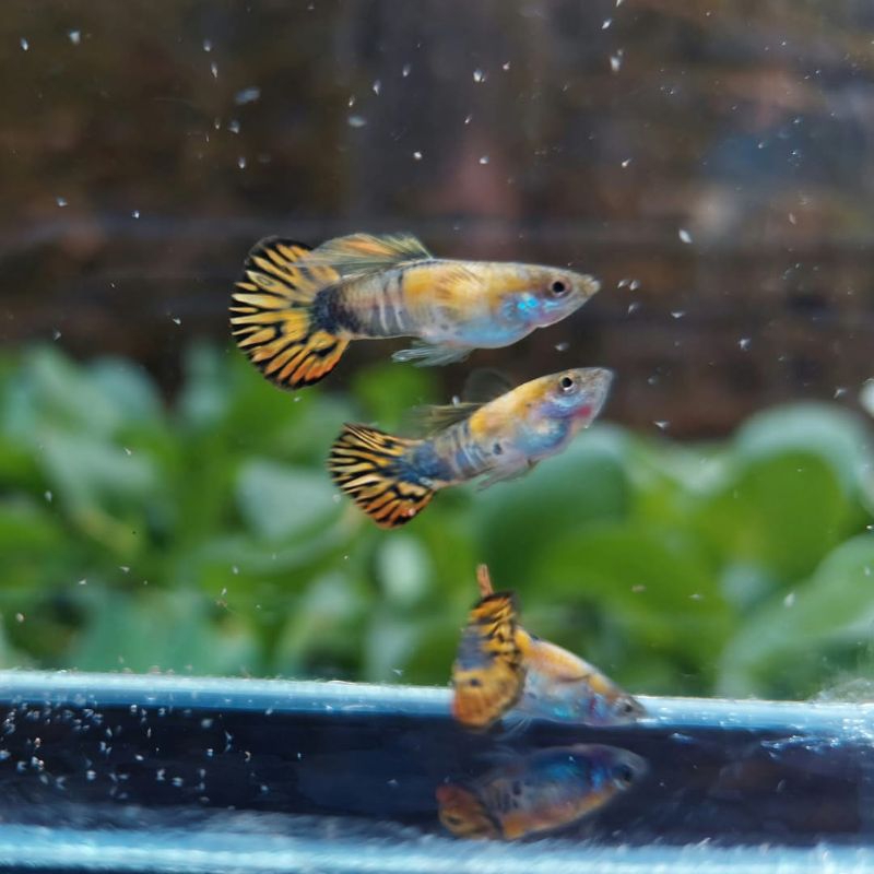 Jual Packing Sterofoam Ikan Guppy Galaxy Medusa Rountale Hiasan Aquarium | Shopee Indonesia