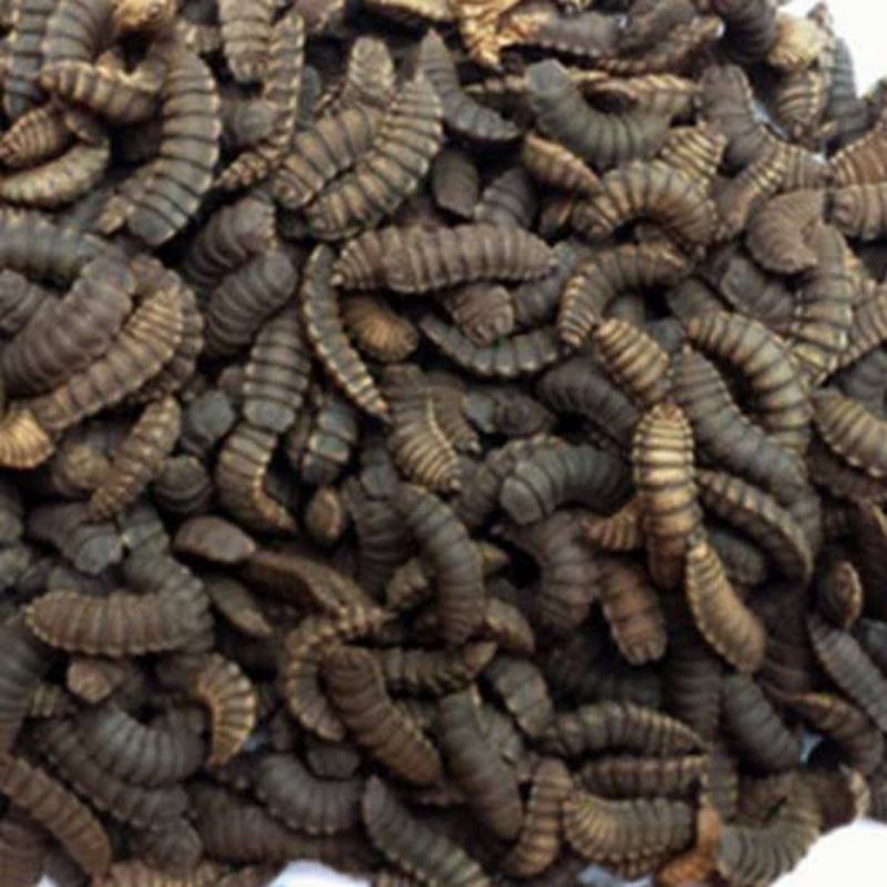Jual MAGGOT PRE PUPA 1KG / MAGGOT HITAM CALON INDUKAN BSF MAGGOT ...