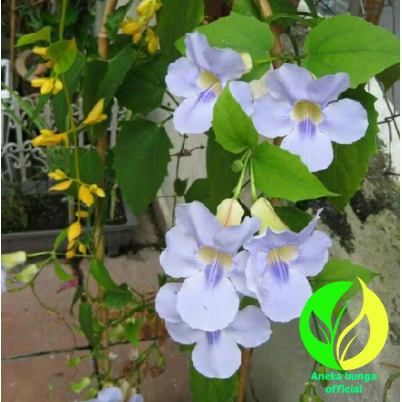 Jual Pohon merambat bunga tumbergia biru / Tanaman hias rambat bunga ...