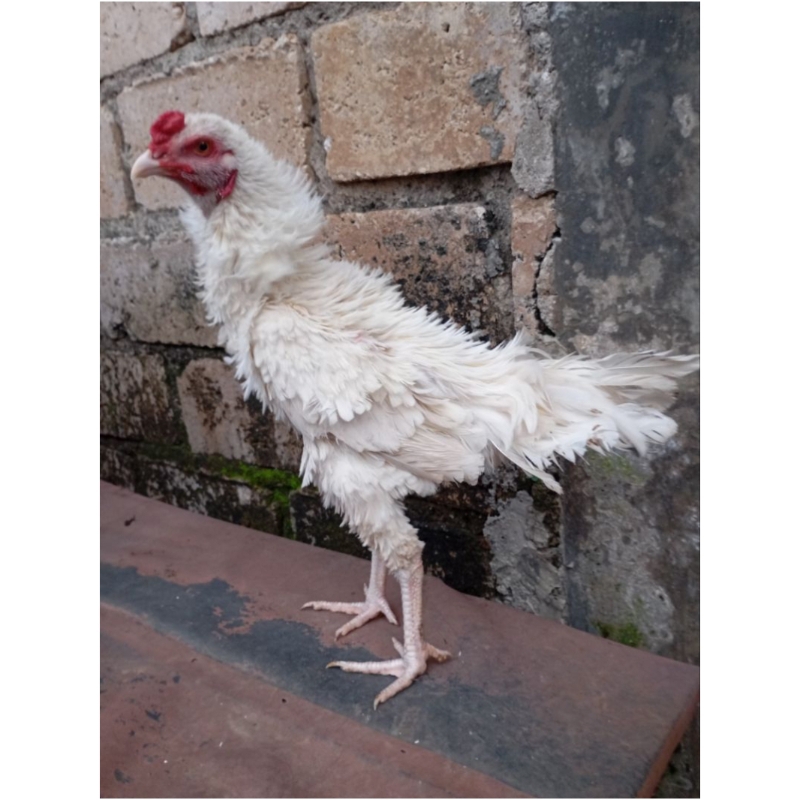 Jual Ayam walik putih kampung jantan jago muda umur 5-6 di jakarta ...