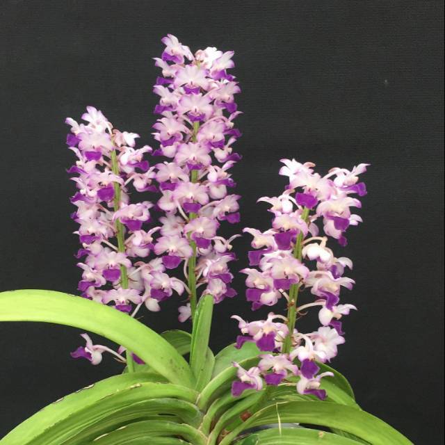 Jual Termurah paket 5 anggrek retusa / anggrek tupai mini bunga cantik ...