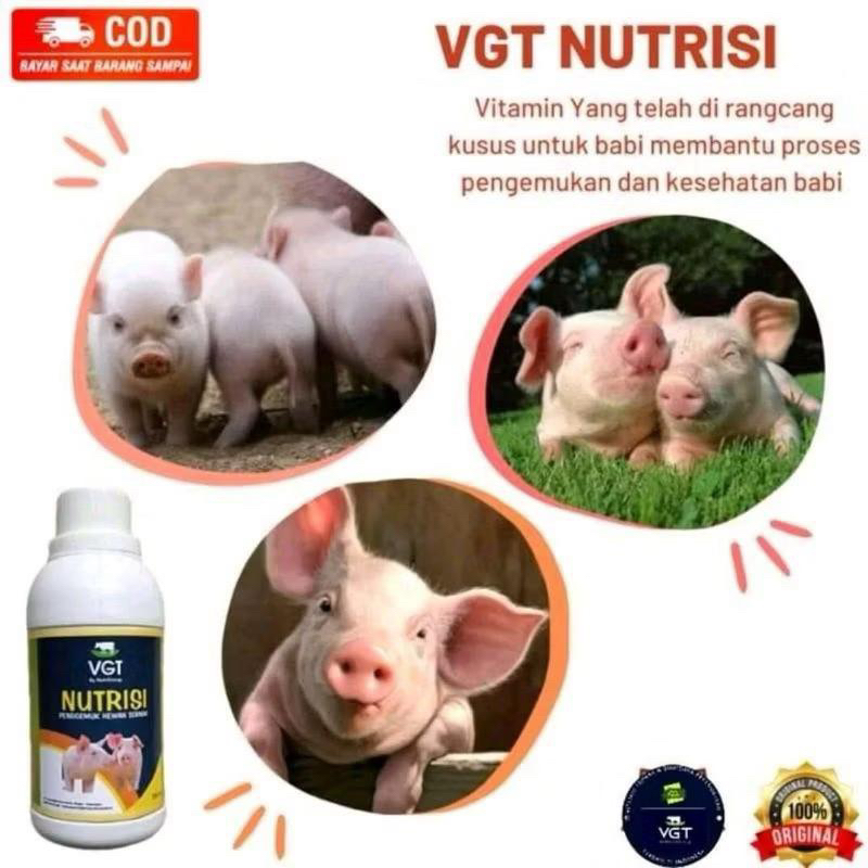Jual Vitamin Gemuk Ternak VGT Untuk Babi Cepat Besar Mutu Terjamin ...
