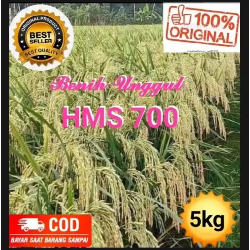Jual benih padi unggul HMS700 kemasan 5kg | Shopee Indonesia