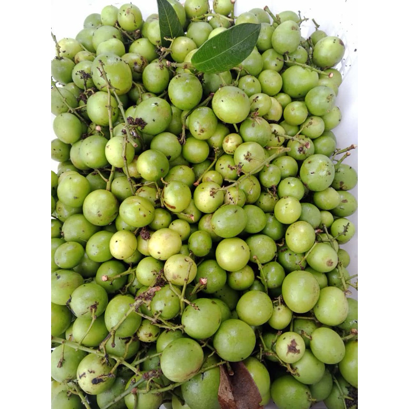 Jual buah jatake orderan khusus | Shopee Indonesia