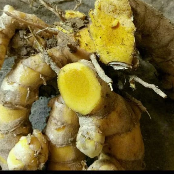 Jual temu giring segar 1 kg | Shopee Indonesia
