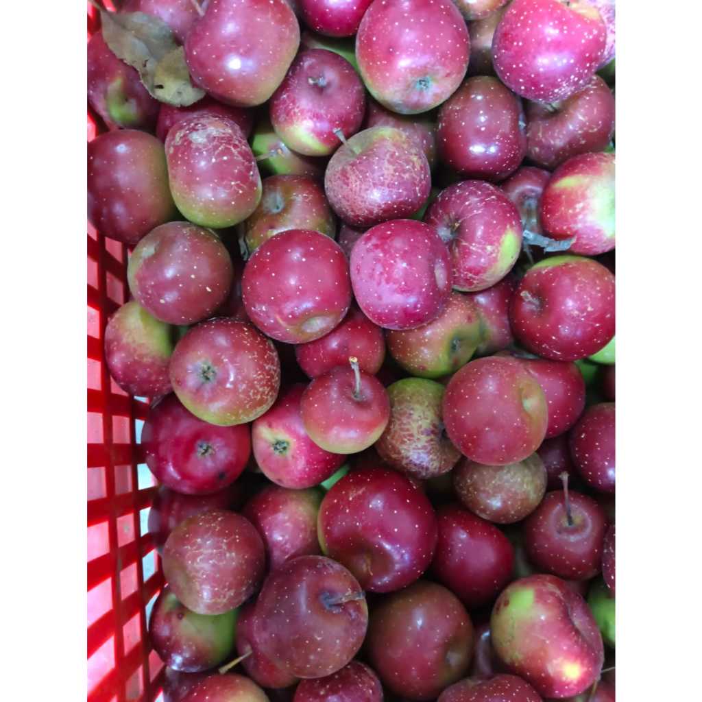 Jual apel romebeauty mini (isi 20-30) 1kg / apel malang | Shopee Indonesia